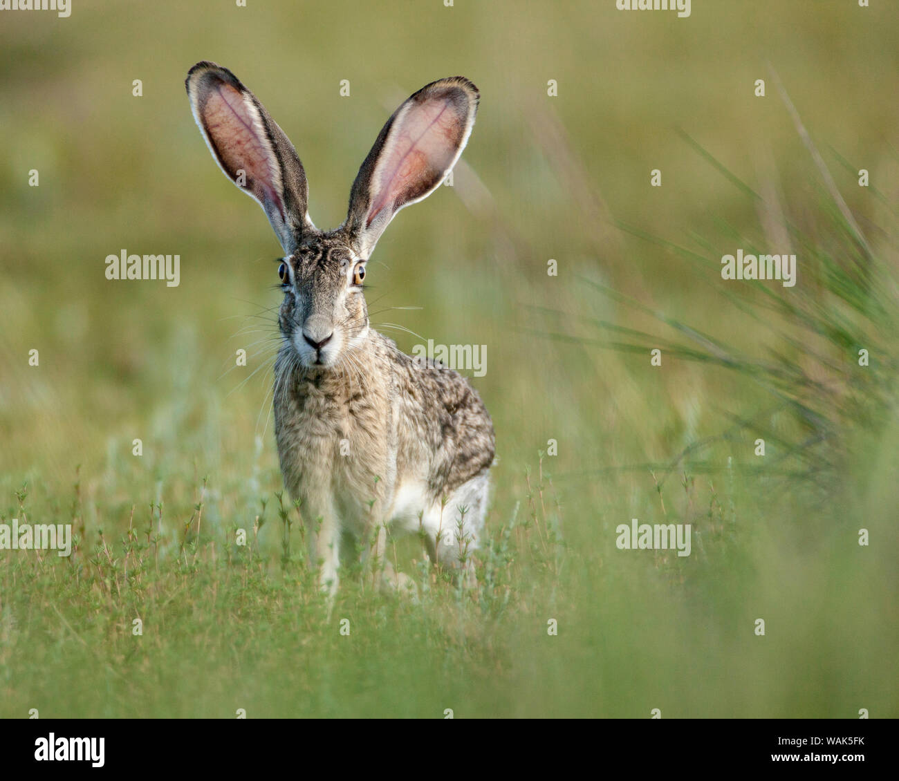 Black-tailed jackrabbit, Lepus californicus, Welder Flats, Texas Stock ...
