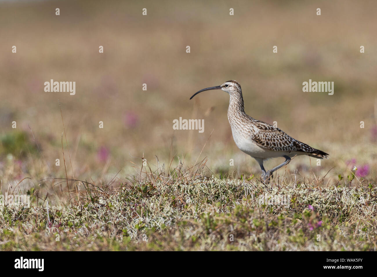 Bristled-thighed curlew, Arctic tundra nesting habitat Stock Photo - Alamy