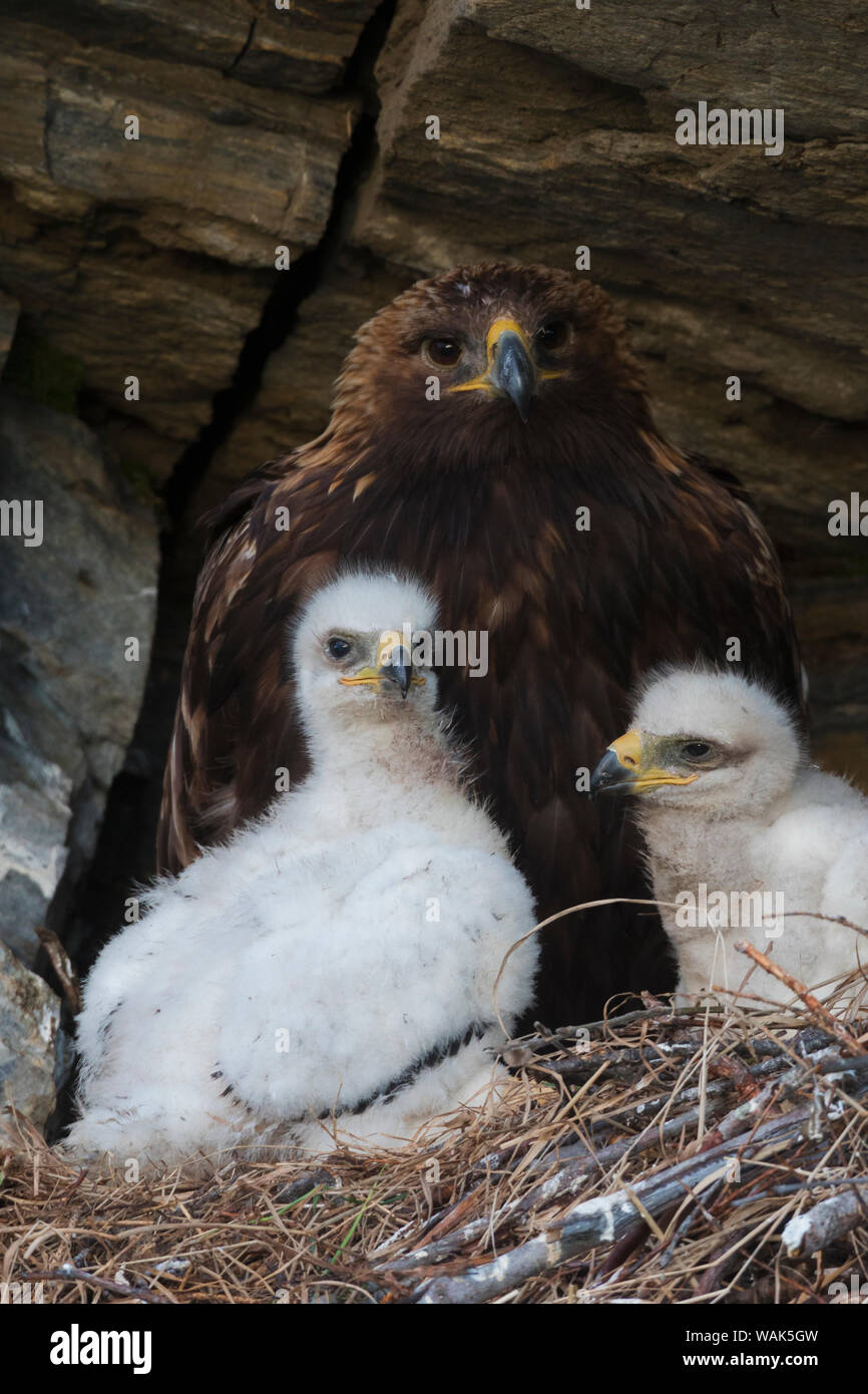 Golden eagle nest hi-res stock photography and images - Alamy