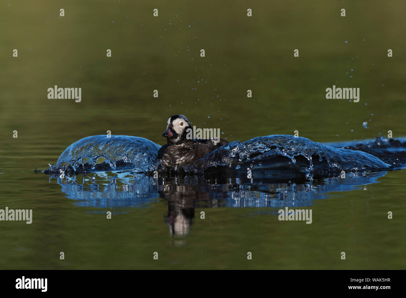Long-tailed duck, splashing down Stock Photo - Alamy