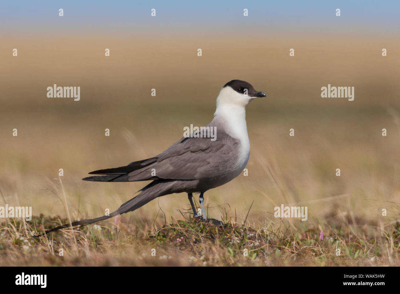 Long-tailed jaeger Arctic tundra Stock Photo - Alamy