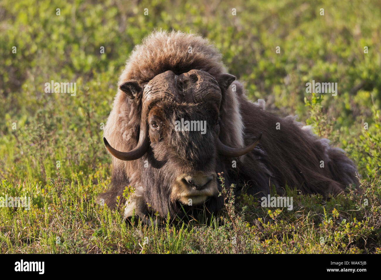 Muskox (ovibos moschatus) tundra hi-res stock photography and images ...