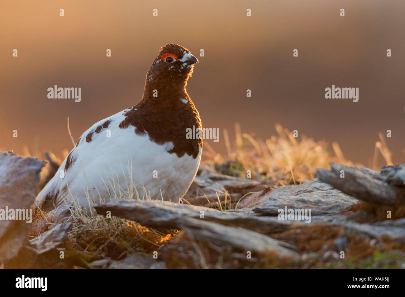 Willow ptarmigan Arctic sunset Stock Photo - Alamy