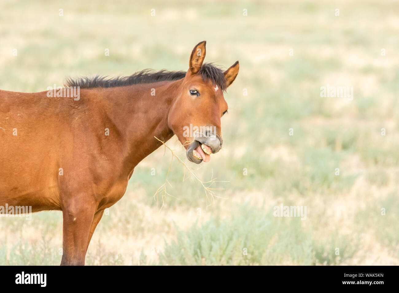 Colt gordon hi-res stock photography and images - Alamy