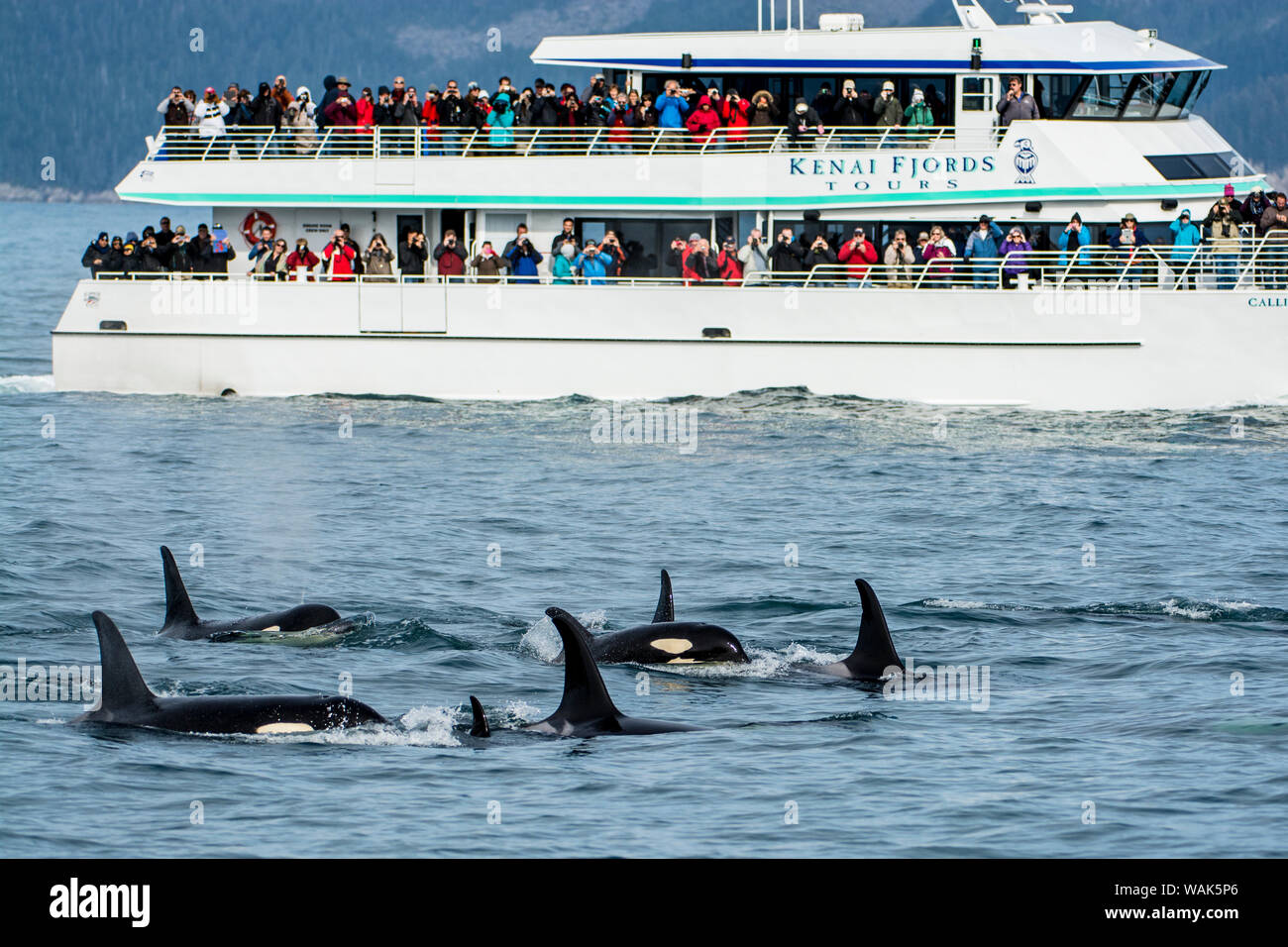 Killer whale or orca pod (Orcinus orca), Resurrection Bay, Kenai Fjords ...