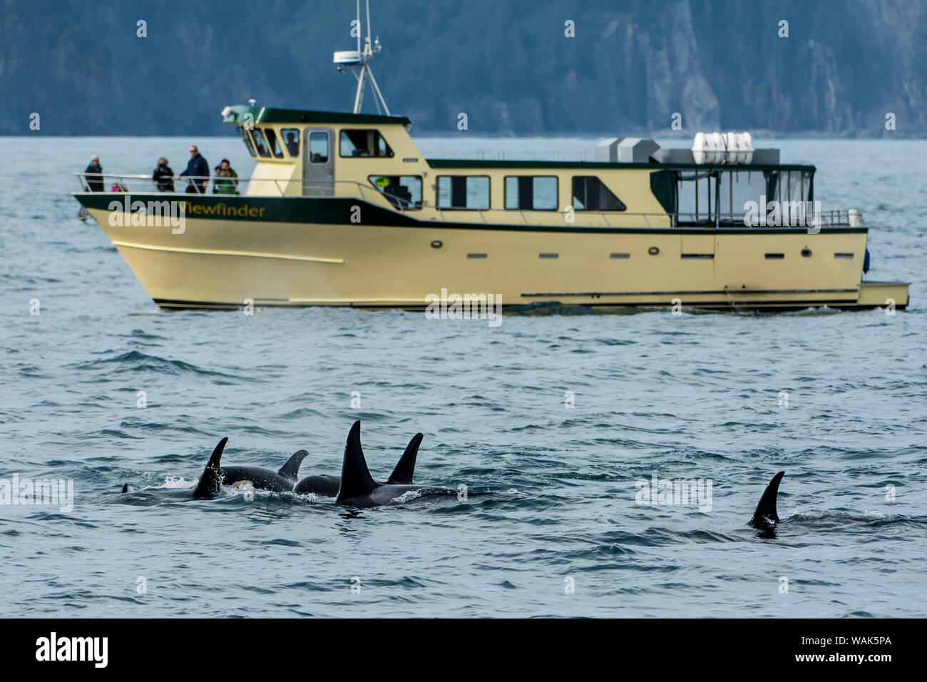 Killer whale or orca pod (Orcinus orca), Resurrection Bay, Kenai Fjords ...