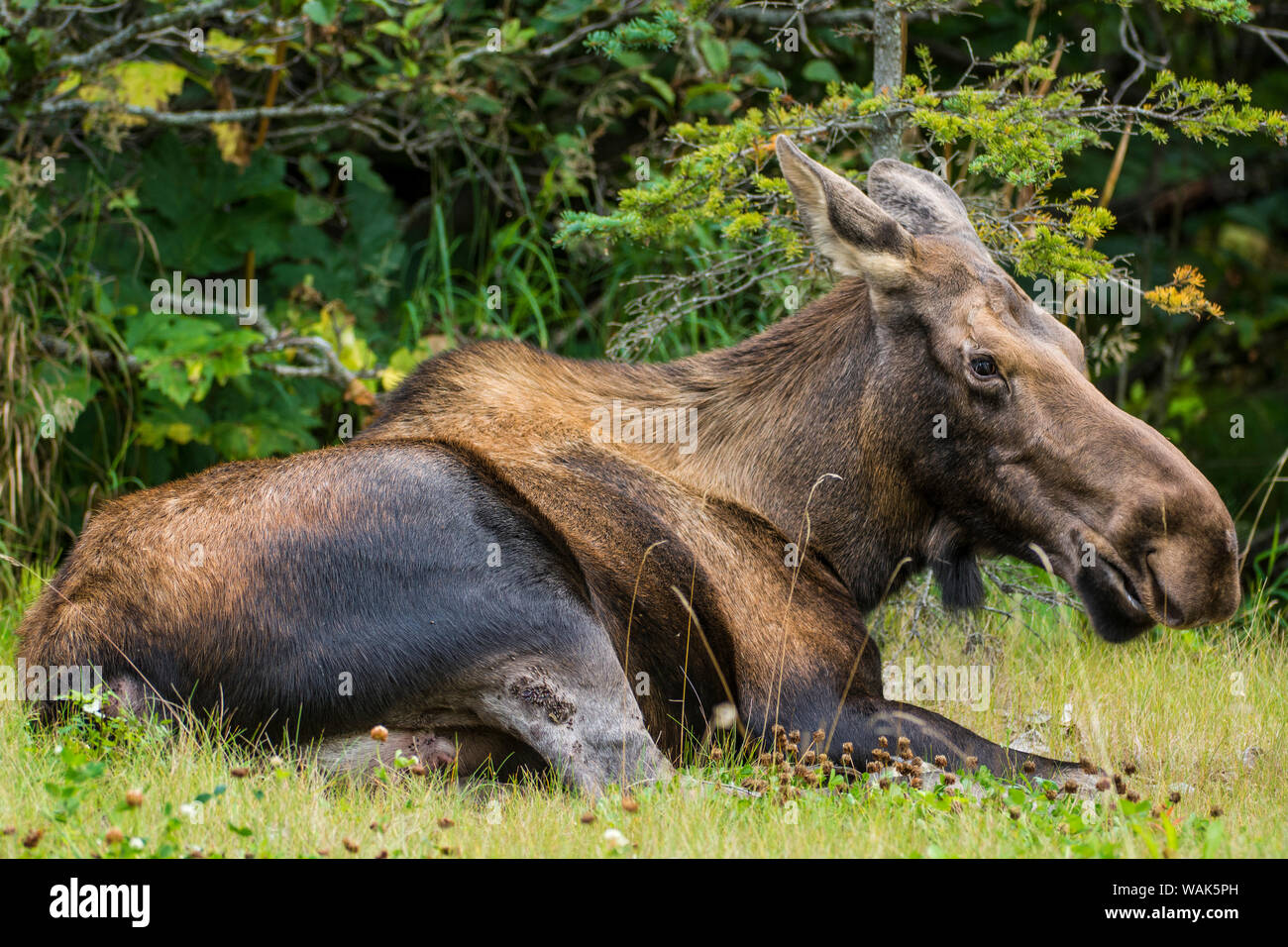 Moose (Alces alces), Kenai Peninsula, Alaska, USA Stock Photo - Alamy