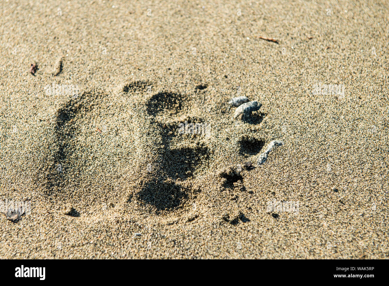 Brown Bear Tracks High Resolution Stock Photography and Images - Alamy