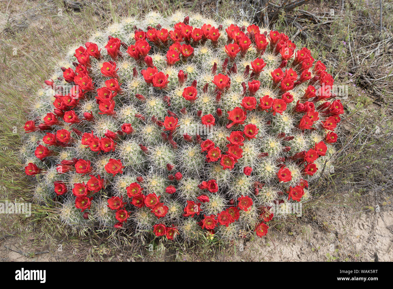 Utah. Large claretcup cactus, Echinocereus triglochidiatus, blooms ...