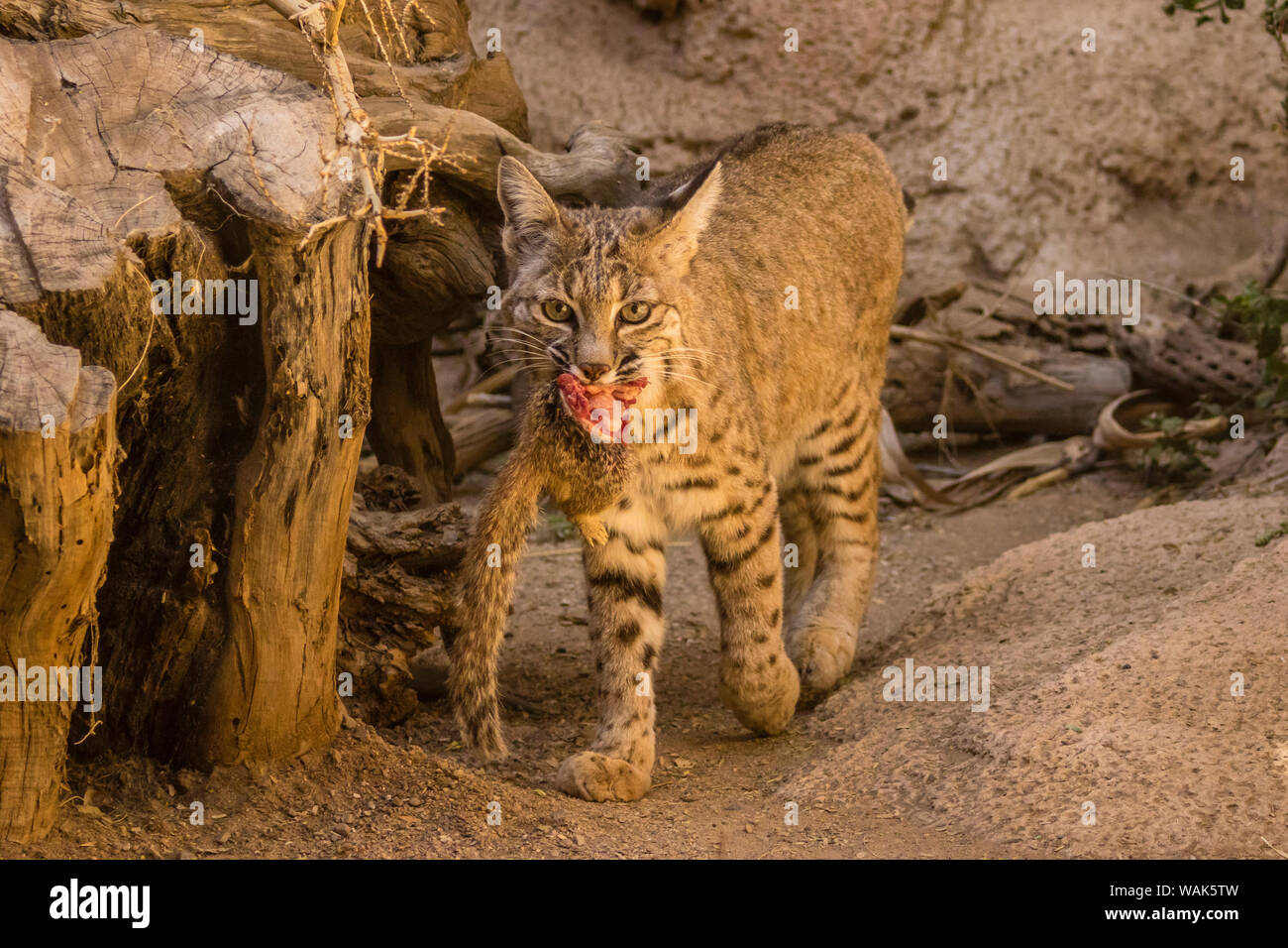 Desert Bobcat