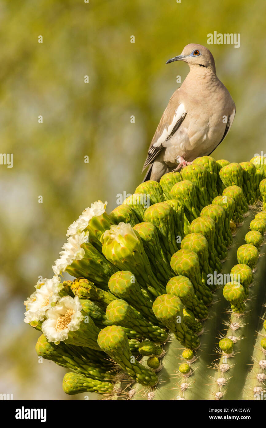 USA, Arizona, Sonoran Desert. White-winged dove on saguaro cactus ...