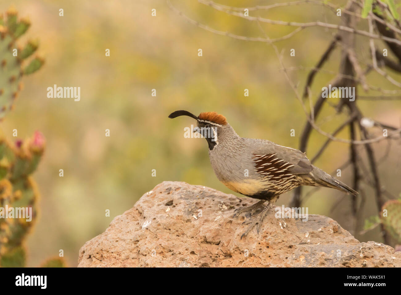 Gambels quail hi-res stock photography and images - Alamy