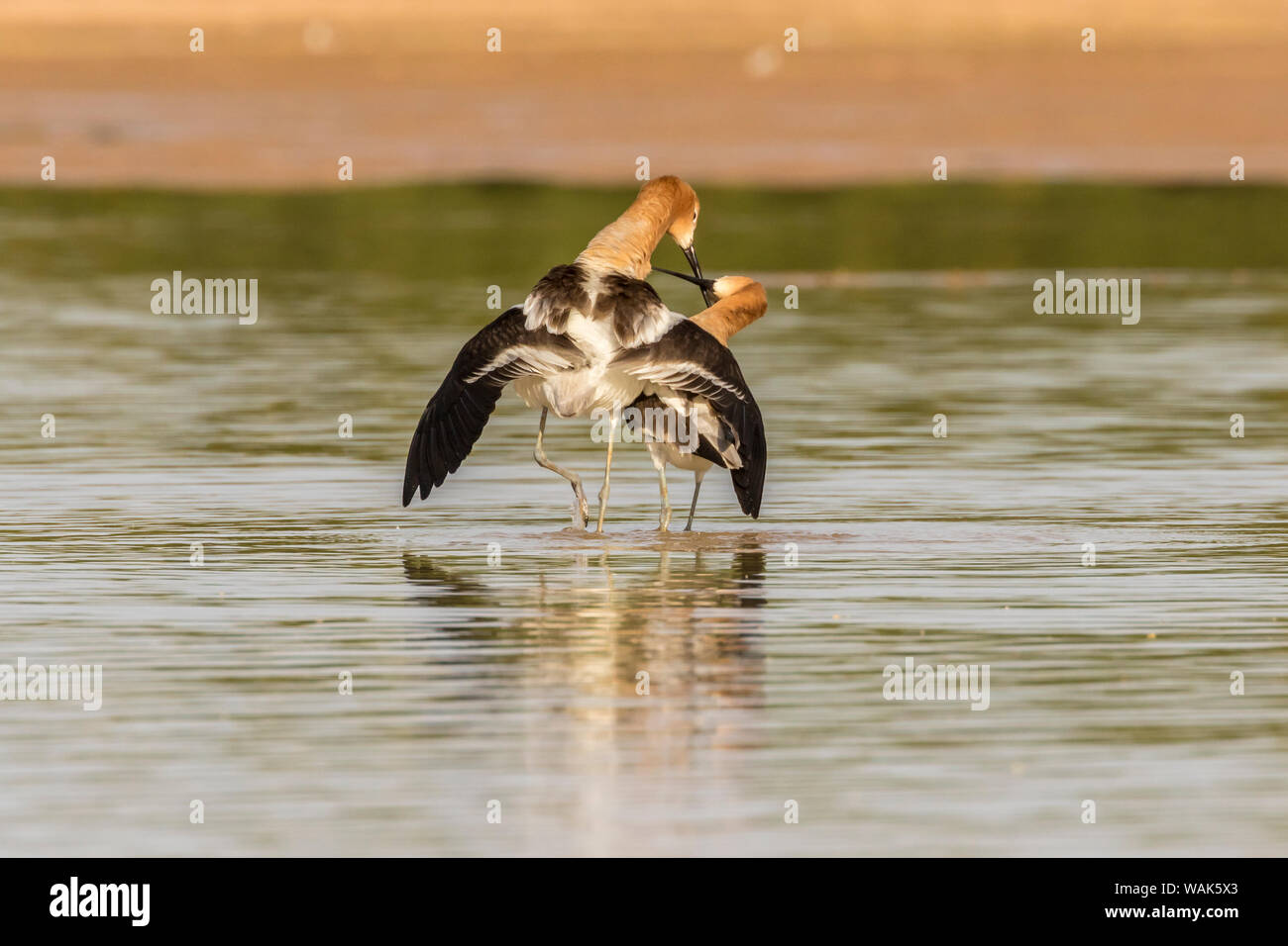 Mating dance hi-res stock photography and images - Alamy