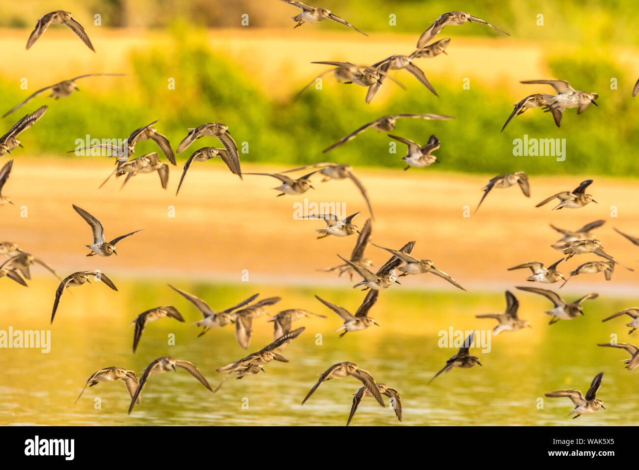 Sandpipers in flight hi-res stock photography and images - Alamy