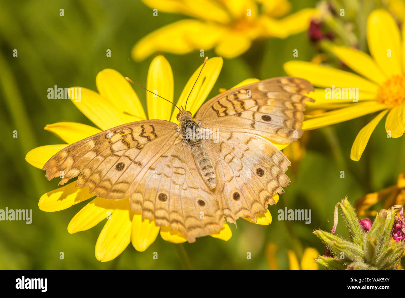 Desert butterfly hi-res stock photography and images - Alamy