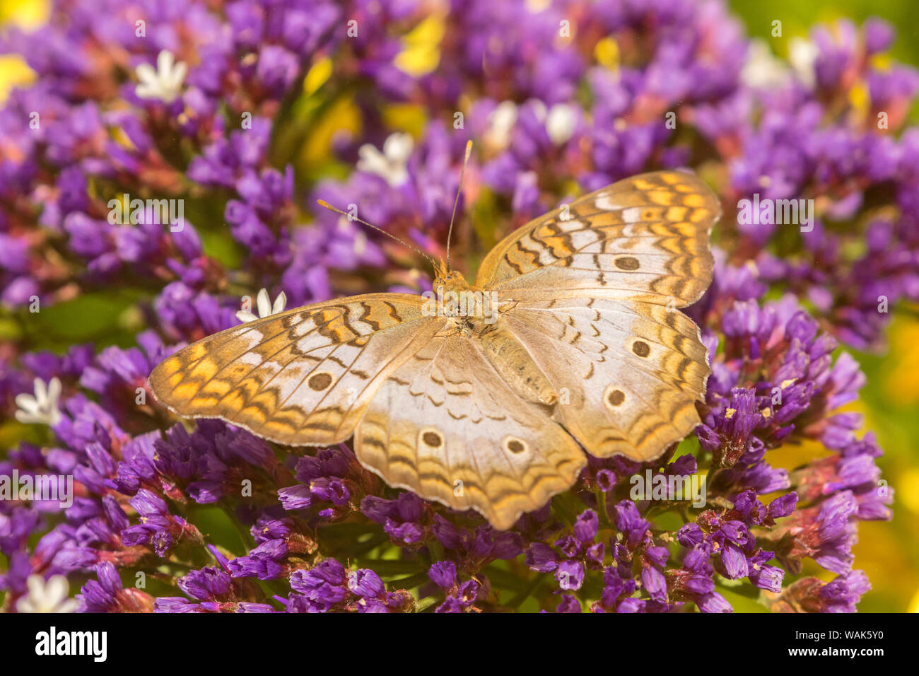 Desert butterfly hi-res stock photography and images - Alamy