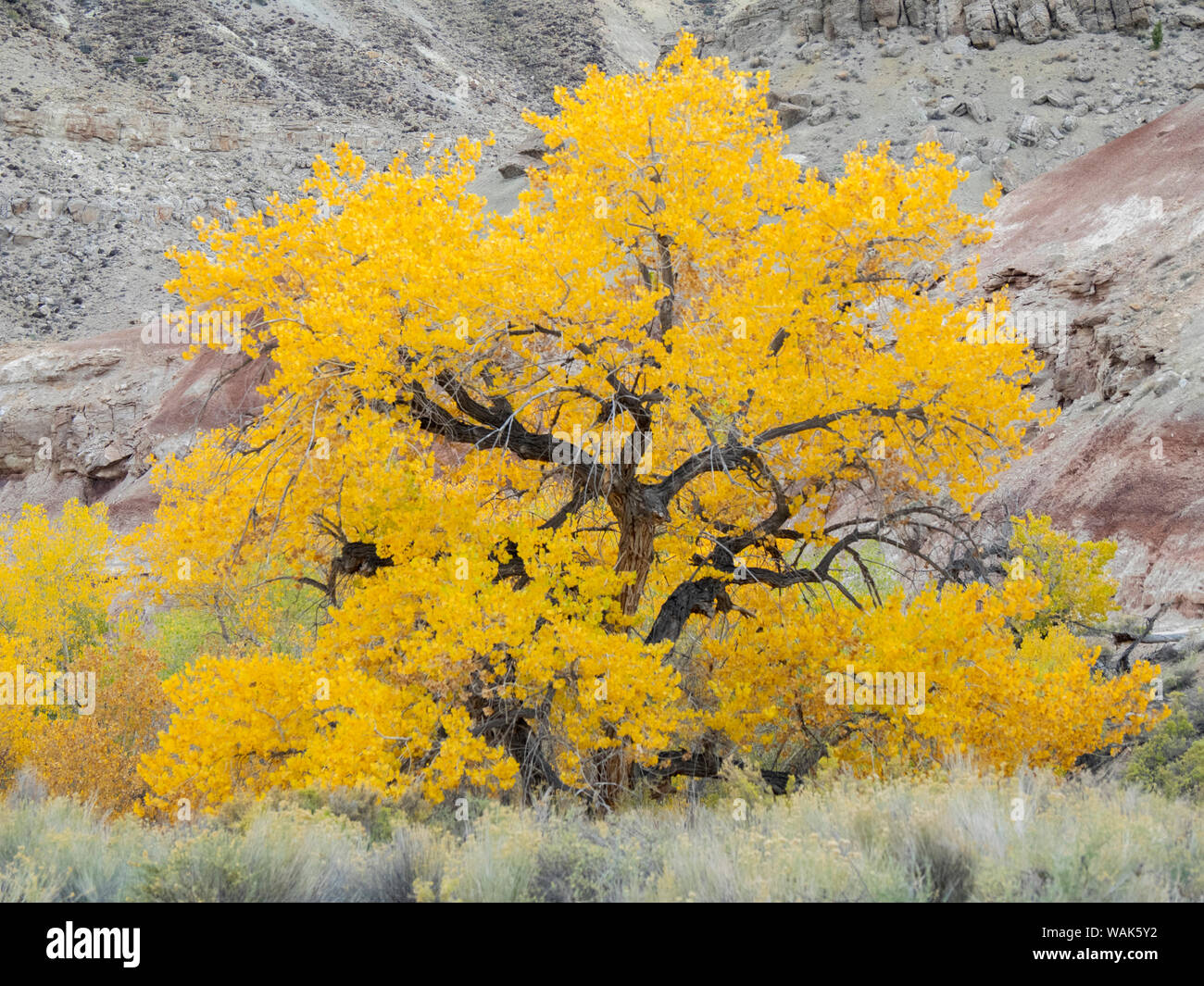 Judy hill hi-res stock photography and images - Alamy