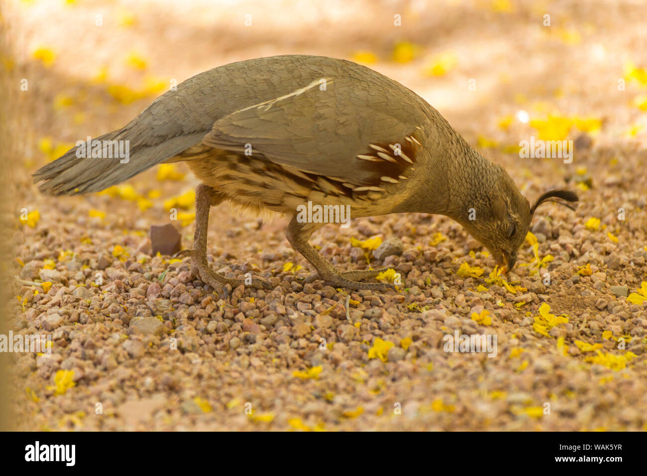 Gambels quail hi-res stock photography and images - Alamy
