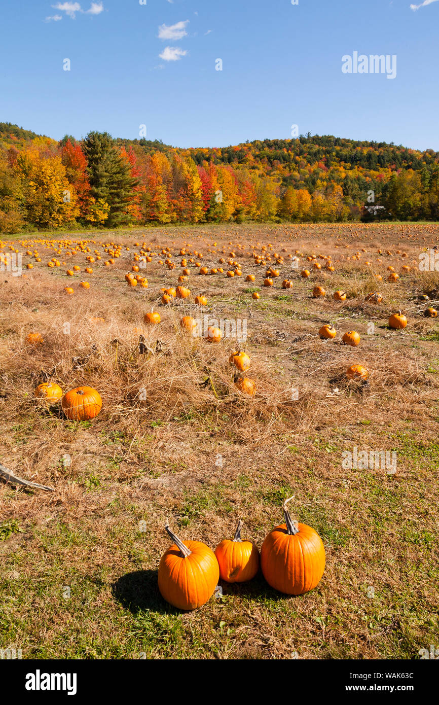 Pumpkin patch and autumn leaves in Vermont countryside, USA Stock Photo ...