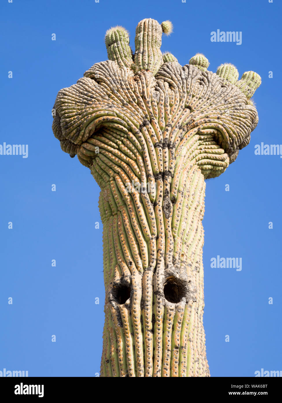 Crested cactus hi-res stock photography and images - Alamy