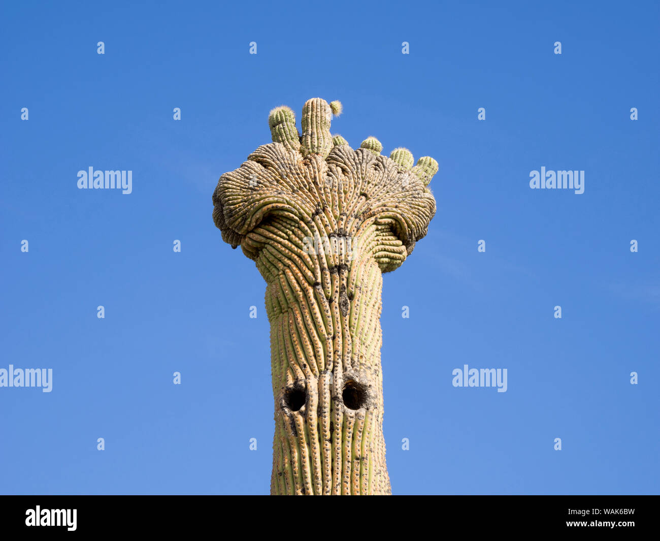 Crested cactus hi-res stock photography and images - Alamy
