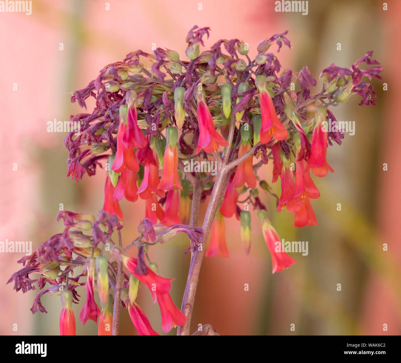 Ghost plant flower hi-res stock photography and images - Alamy