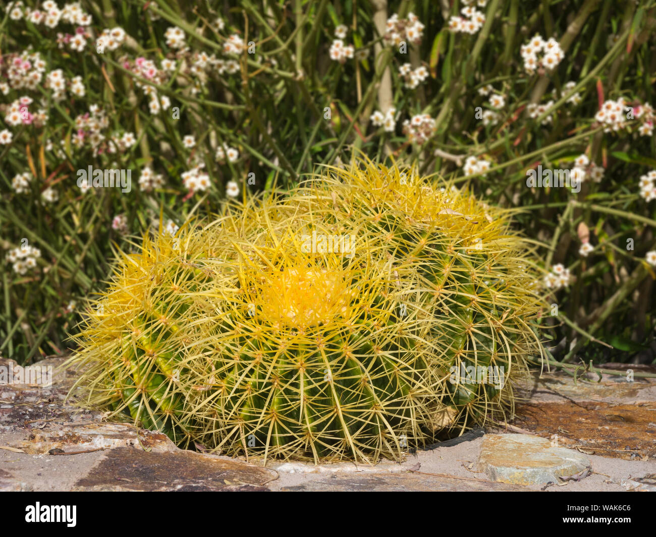 Arizona barrel cactus golden barrel cactus hi-res stock photography and ...