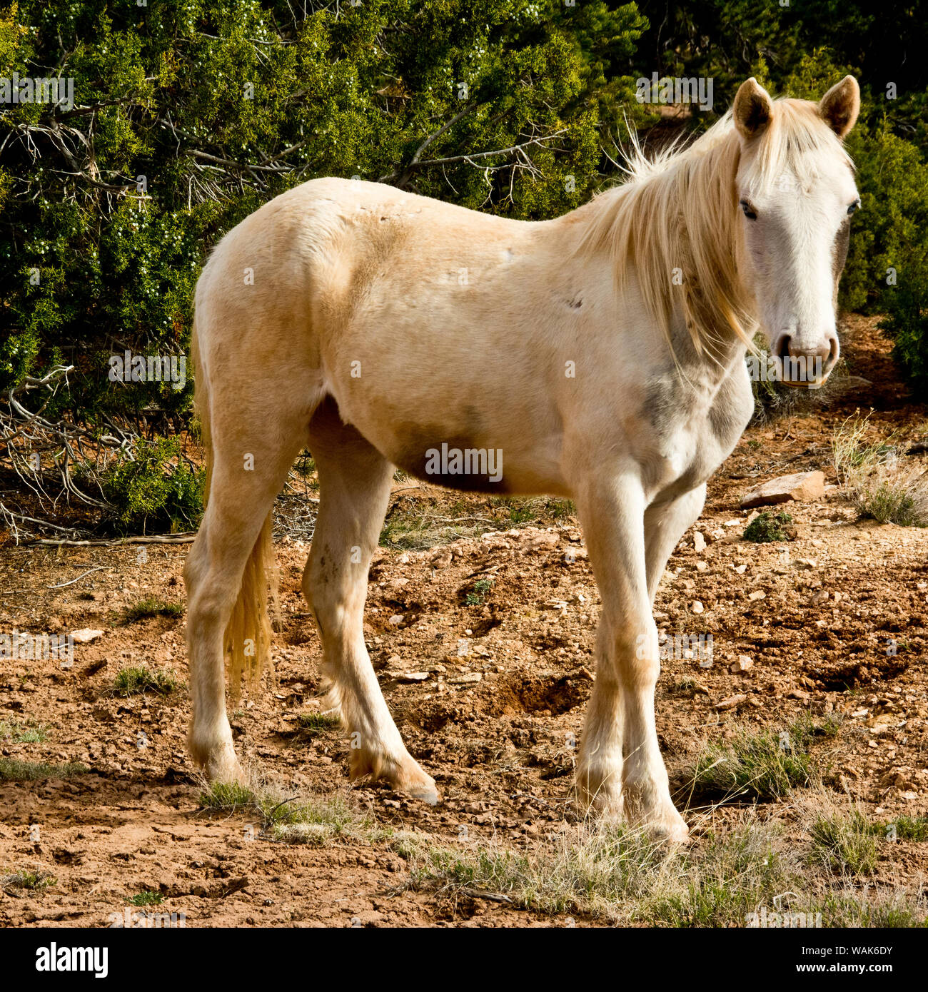 Indian pony hi-res stock photography and images - Alamy