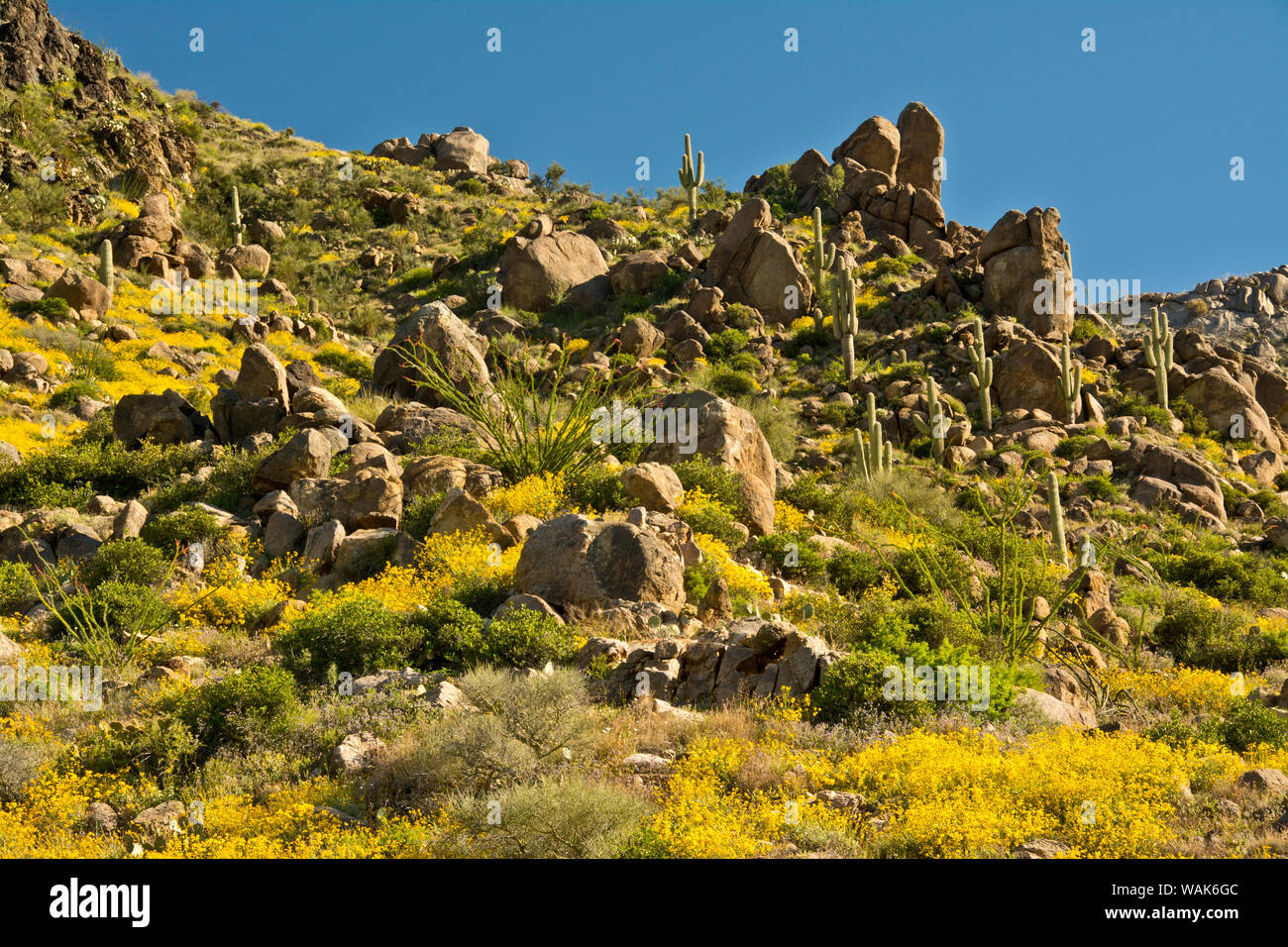 Saguaro, Prescott National Forest, Yarnell, Arizona, USA Stock Photo ...