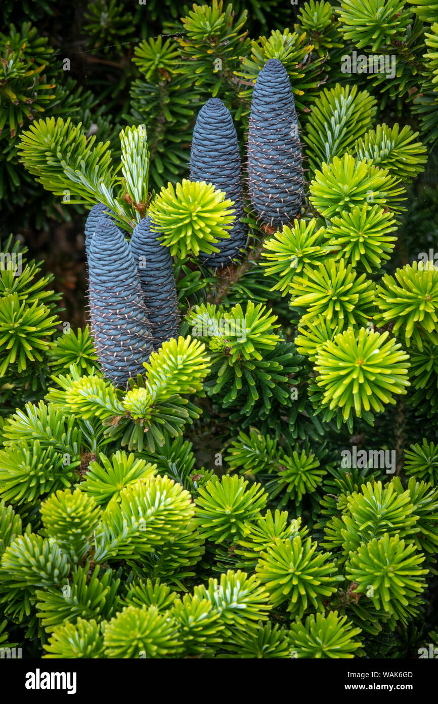 Korean spruce hi-res stock photography and images - Alamy