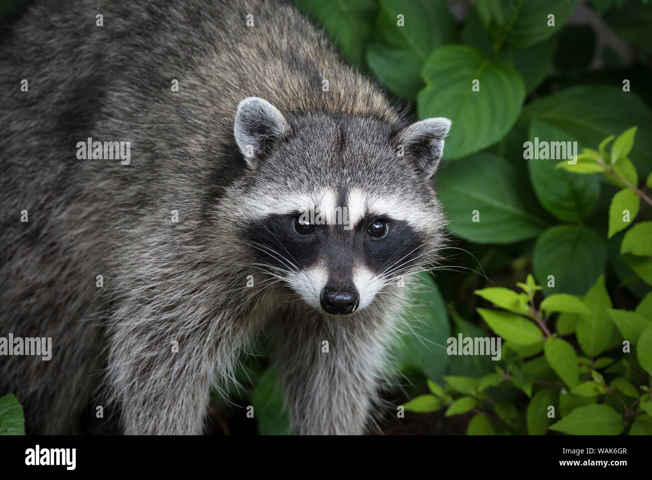 Close up raccoon hi-res stock photography and images - Alamy