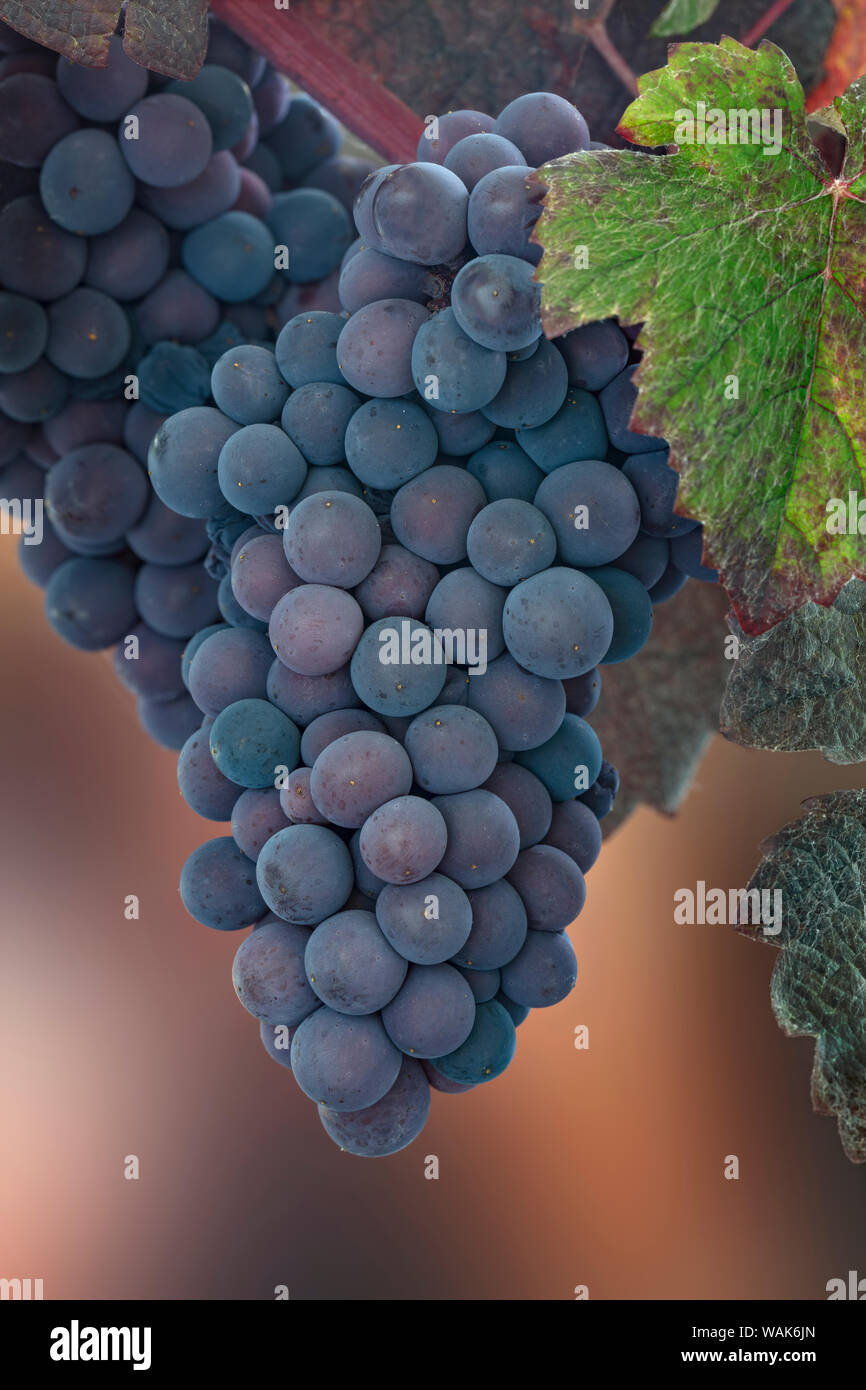 USA, Washington State, Seabeck. Close-up of grapes on vine. Credit as ...