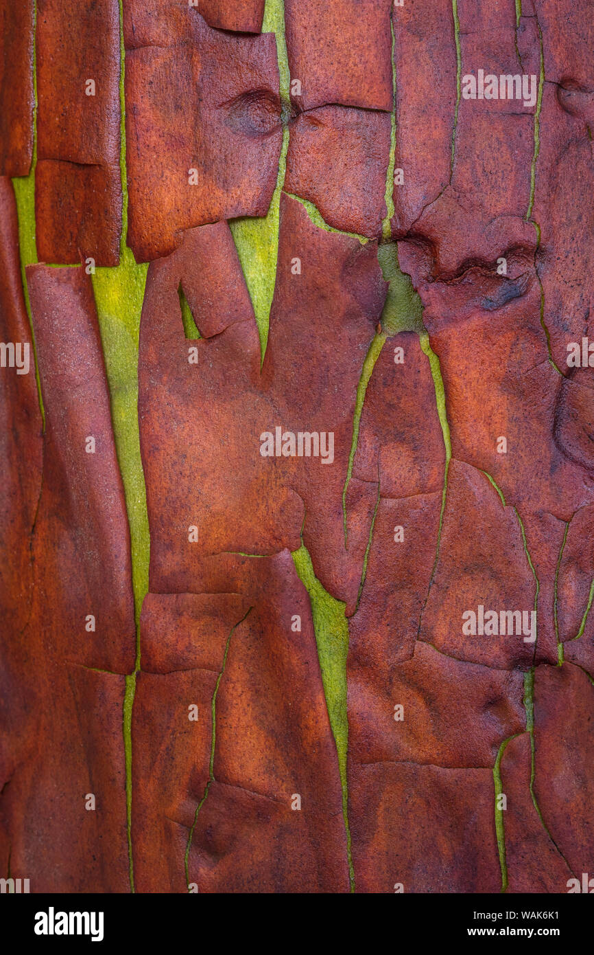 Madrone tree hi-res stock photography and images - Alamy