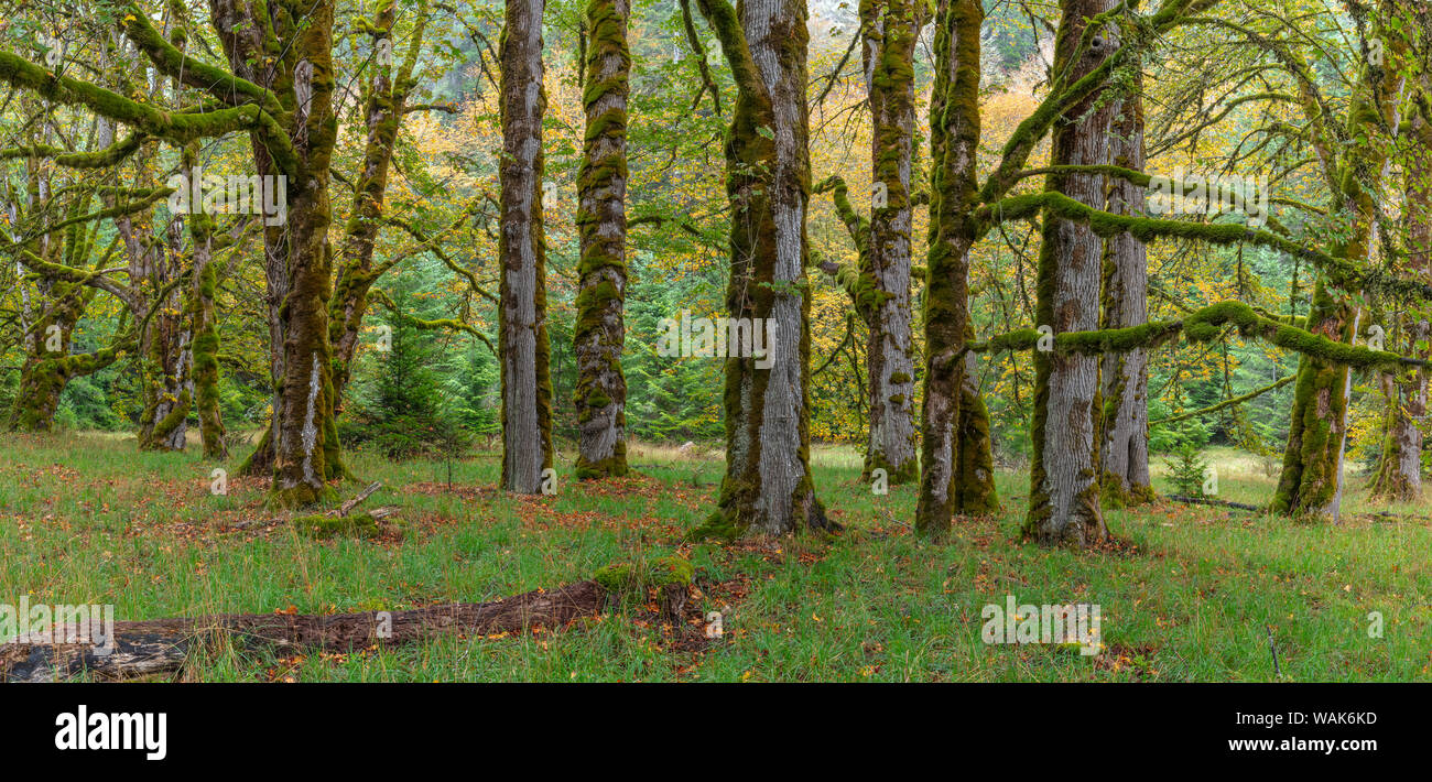 Leaf montage hi-res stock photography and images - Alamy