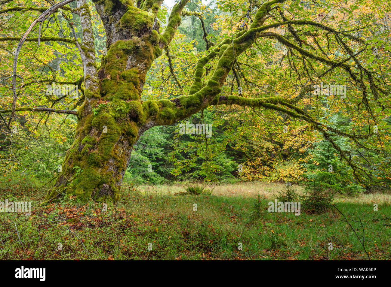 Bigleaf maple tree hi-res stock photography and images - Alamy