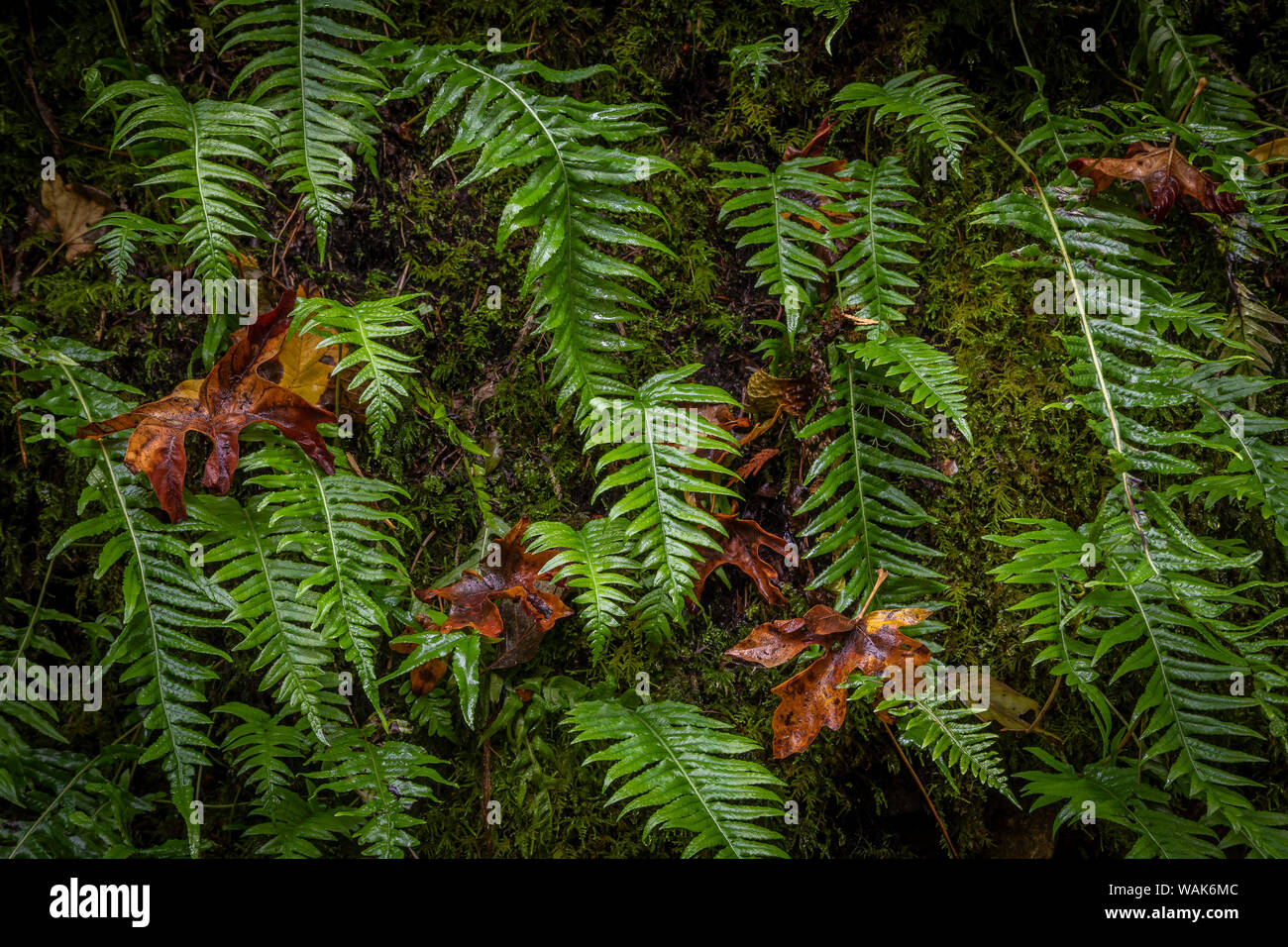Licorice fern hi-res stock photography and images - Alamy