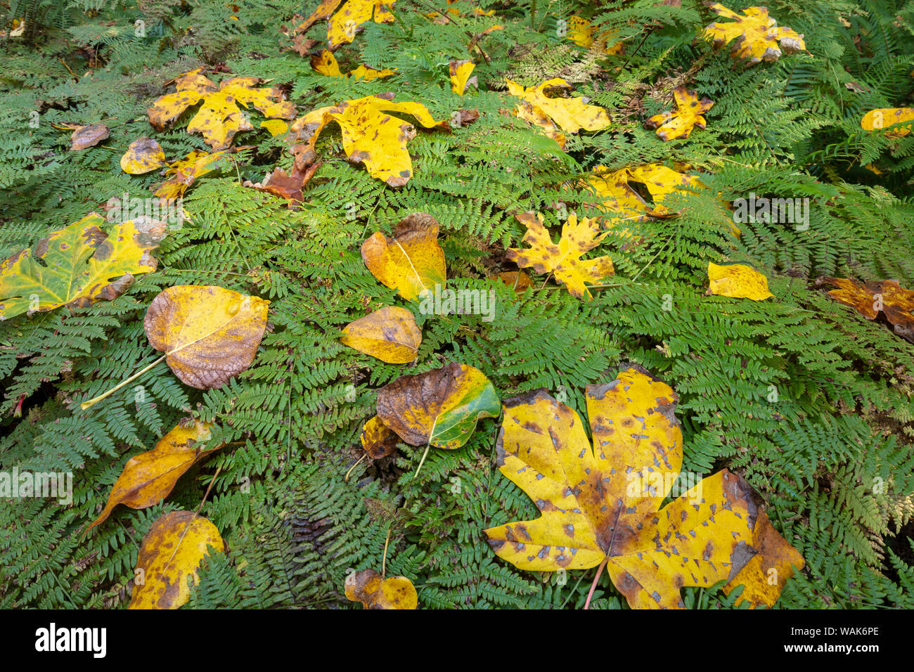 Bracken ferns hi-res stock photography and images - Alamy
