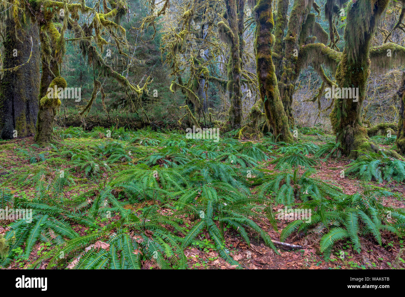 Hall of Mosses in the Hoh Rainforest of Olympic National Park ...