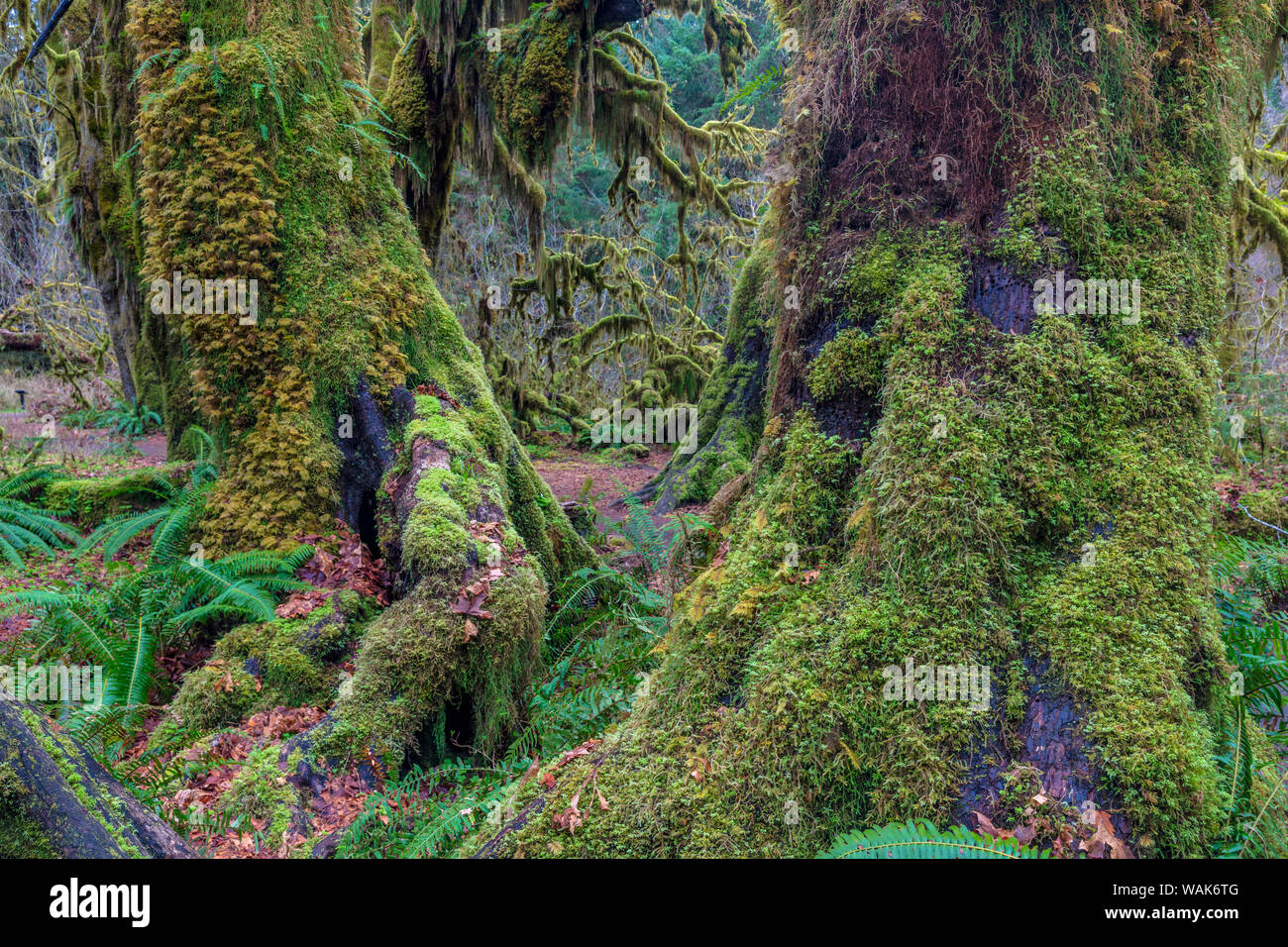 Hall Of Moss High Resolution Stock Photography and Images - Alamy