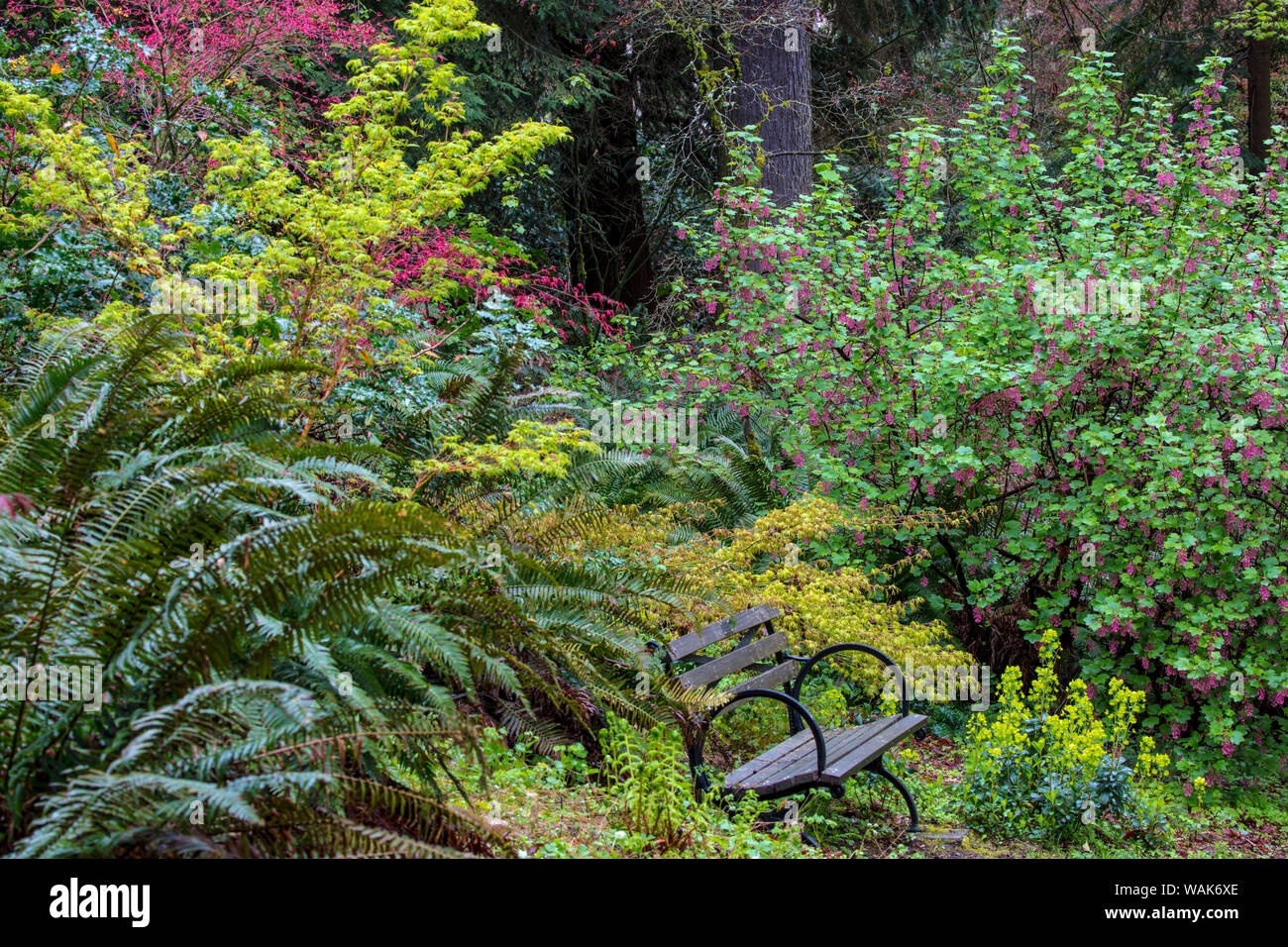 Bench with spring bloom at the Arboretum in Seattle, Washington State ...