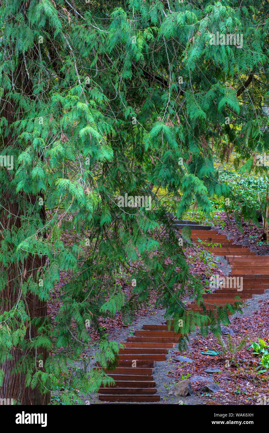 Stairway on trail at the Arboretum in Seattle, Washington State, USA ...