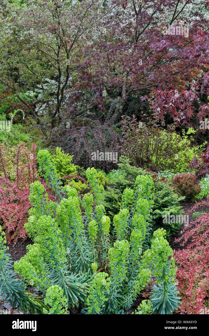 Spring color with deer proof shrubs and trees, Sammamish, Washington ...