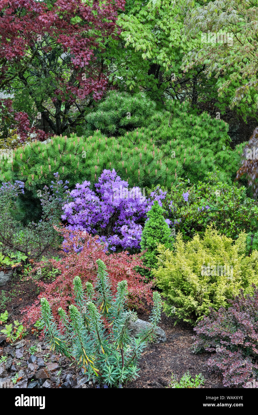 Spring color with deer proof shrubs and trees, Sammamish, Washington ...