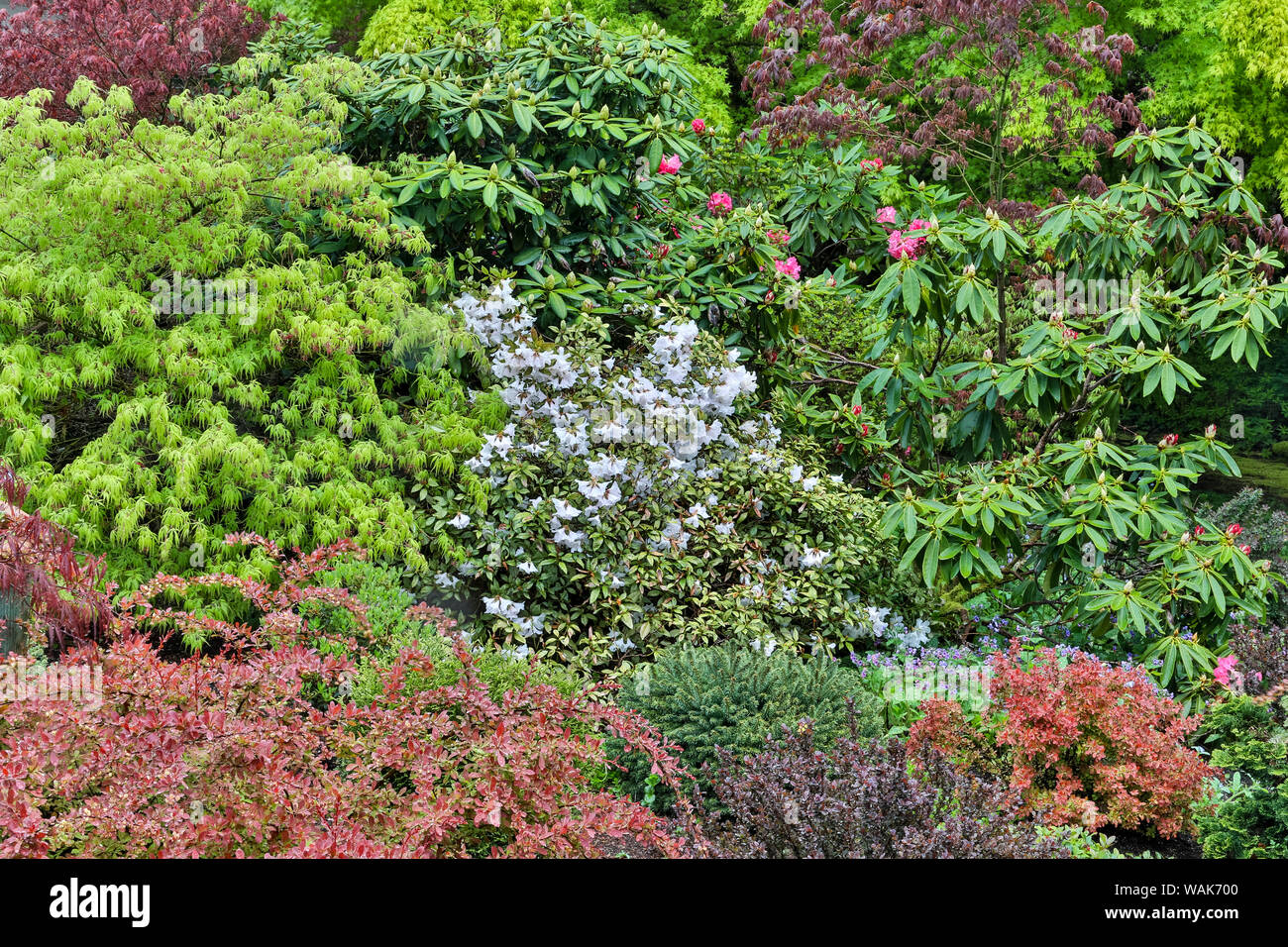 Spring color with deer proof shrubs and trees, Sammamish, Washington ...