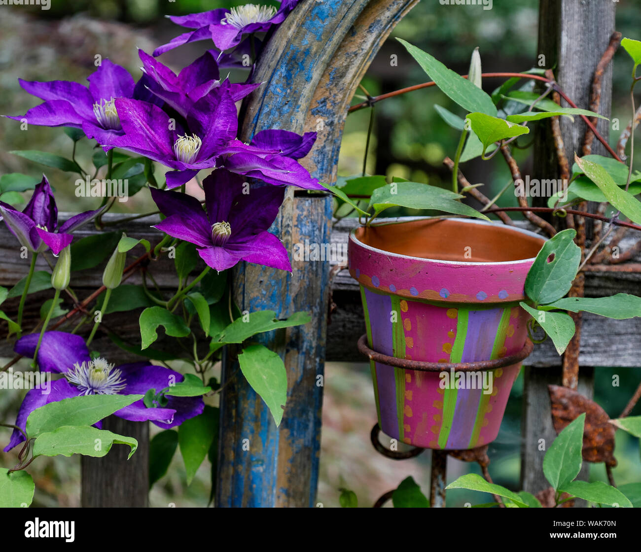 Clematis purple and fence hi-res stock photography and images - Alamy