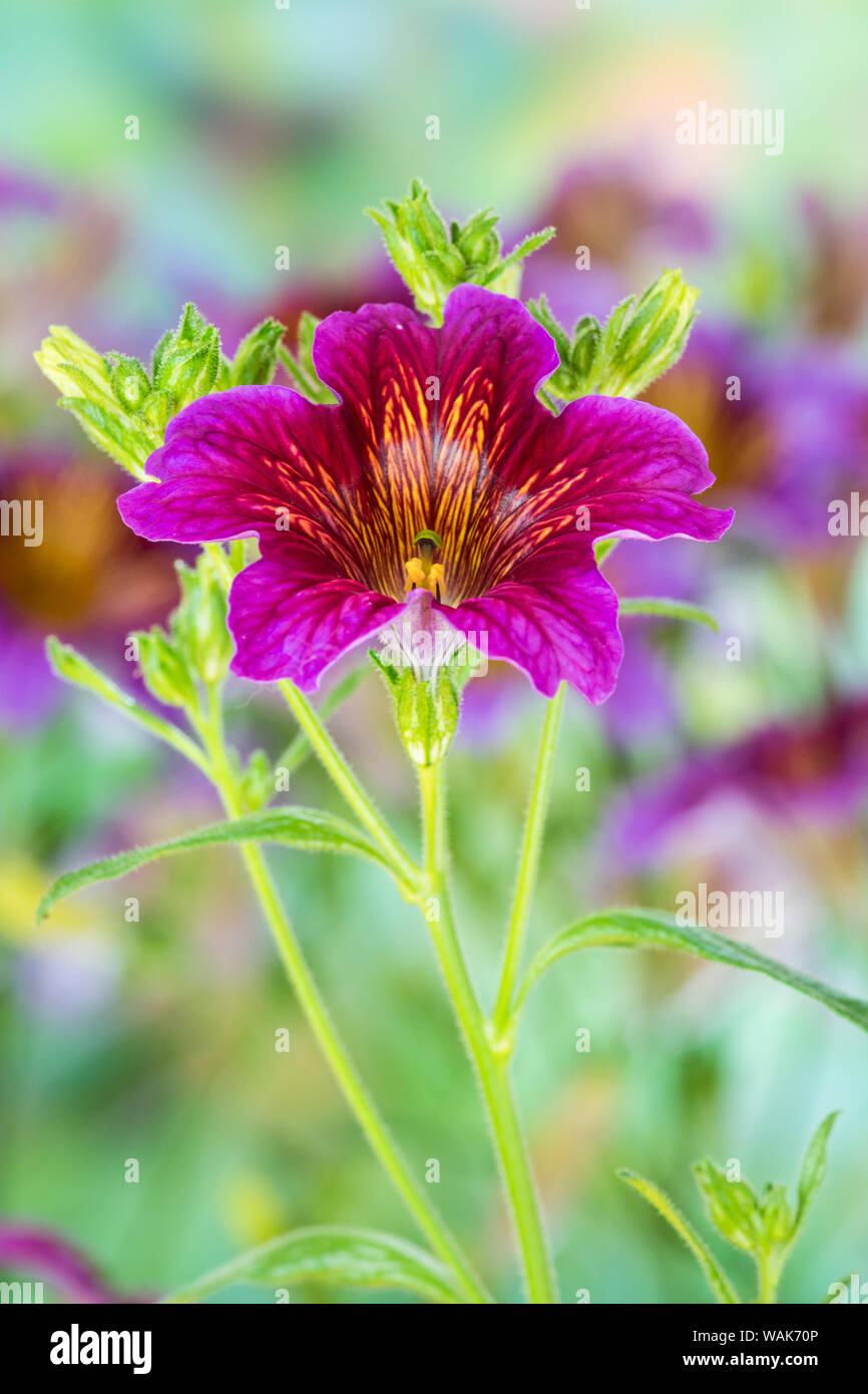 Painted tongue flowers in purple and gold Stock Photo - Alamy