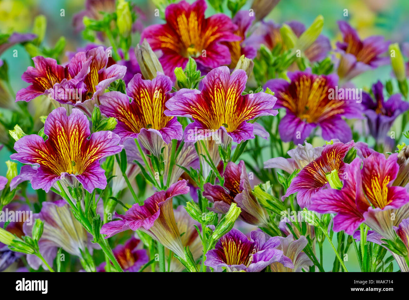 Painted tongue flowers in purple and gold Stock Photo - Alamy