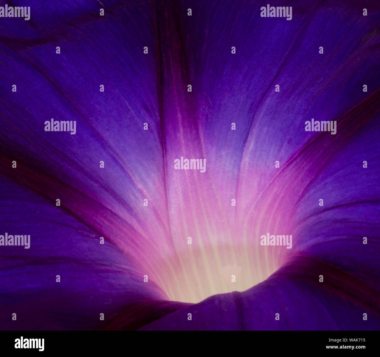 Neon colors of morning glory Stock Photo - Alamy