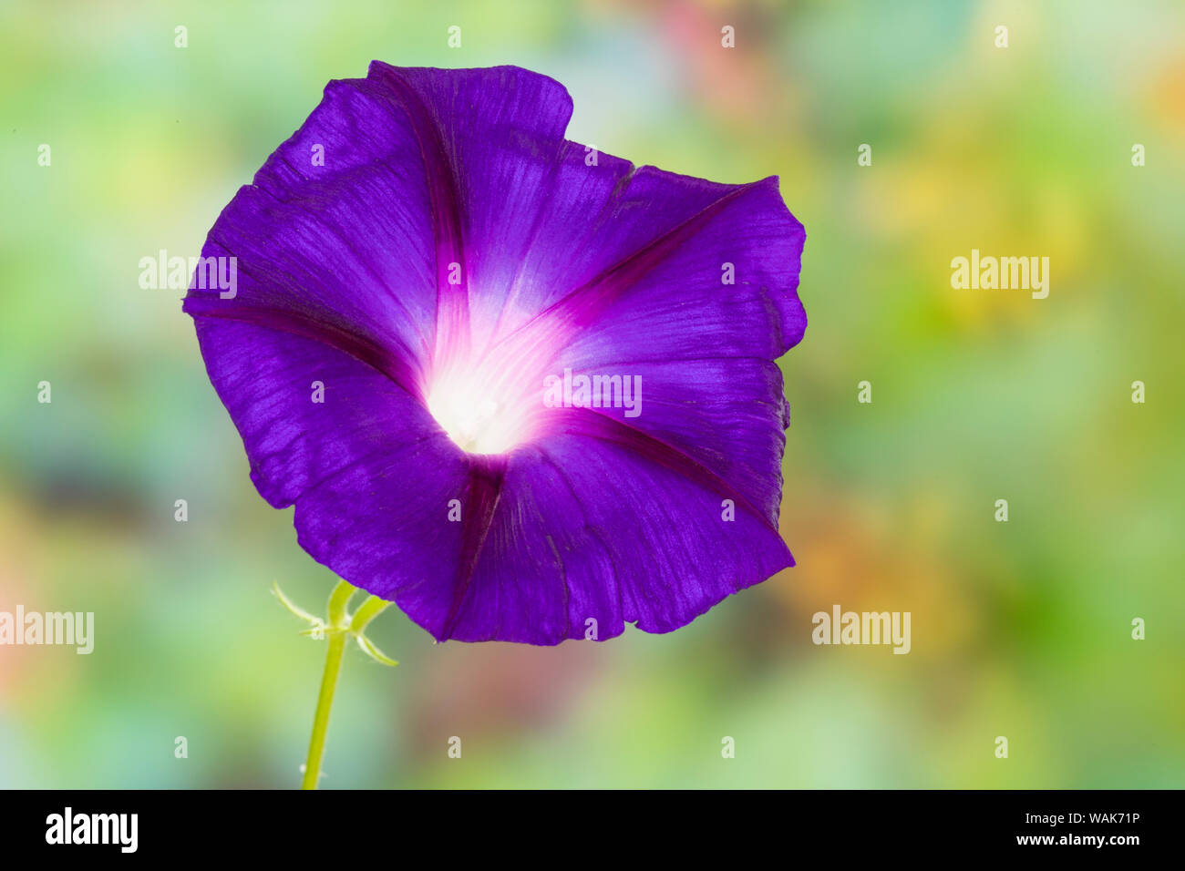 Neon colors of morning glory Stock Photo - Alamy
