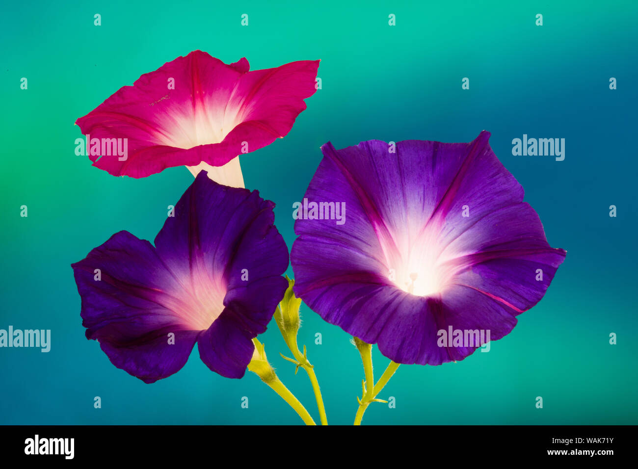 Neon colors of morning glory Stock Photo - Alamy